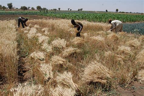 Grain Market In Nigeria Miller Magazine