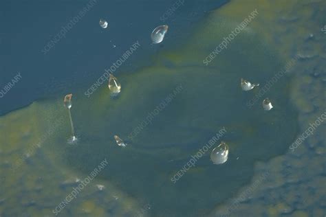 Amoeba Fruiting Bodies Light Micrograph Stock Image C056 2233 Science Photo Library