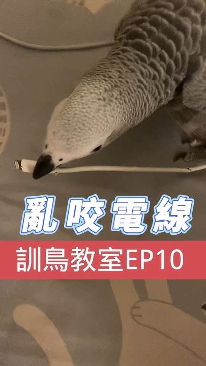 如何讓鸚鵡不亂咬東西？訓鳥教室灰鸚鵡parrot 鸚鵡格格翻牌子 Youtube