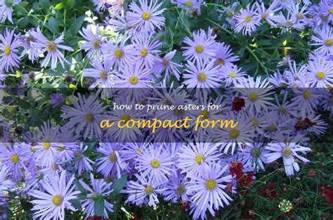 5 Steps To Pruning Asters For A Neat And Tidy Look Shuncy