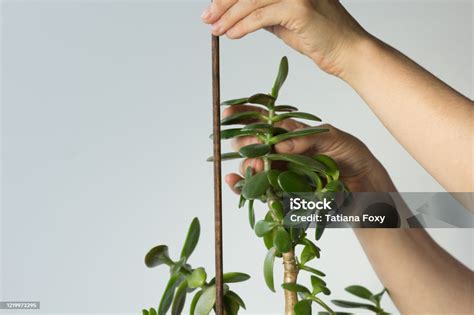 여자 손 은 Crassula Ovata 가지를 들고 식물을 지원 하 고 흰색 배경에 아래로 떨어지지 않습니다 스틱 부축하기에