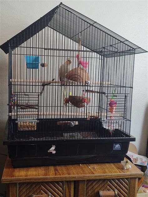 Is My Cage Big Enough Rcockatiel