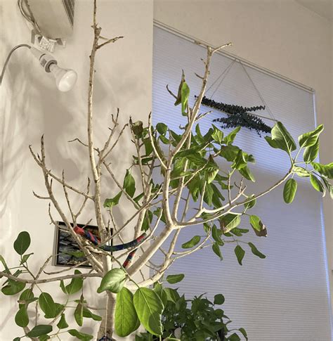 Ficus Audrey Most Leaves Drooping And Falling Off Rplantclinic