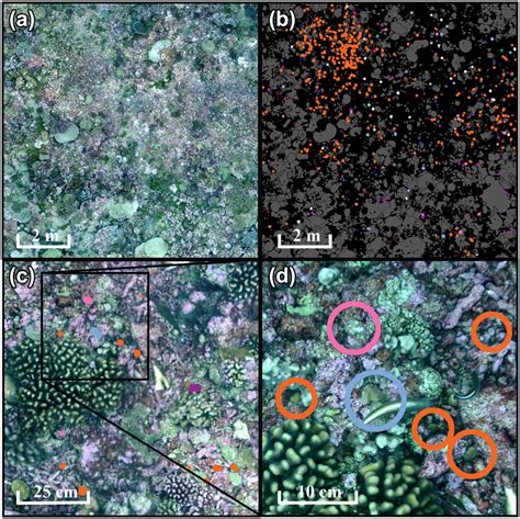Processing of 100m² photomosaic plot at FR3 a Undigitized plot b