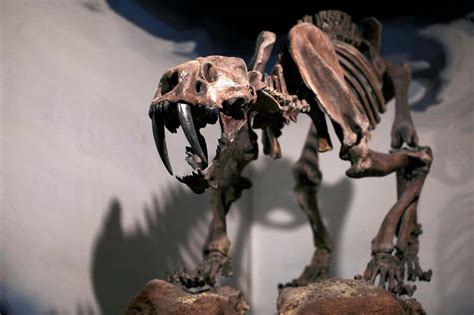 What Is Catnip New Scientist What Is Catnip New Scientist