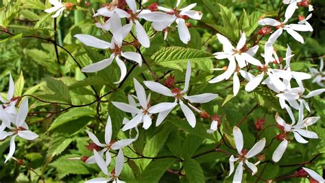 Редкое декоративное растение похожее на нежное воздушное облако Gardenlife Дзен