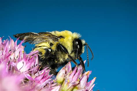 Bee Plant Insect Free Photo On Pixabay
