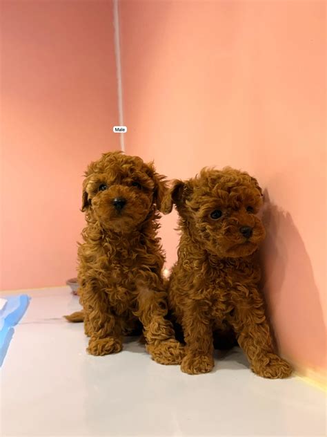 Eacup Poodle Puppies For Sale In Dubai At Arjan