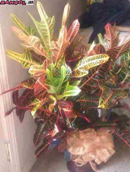 فروش کروتون سرنیزه ای