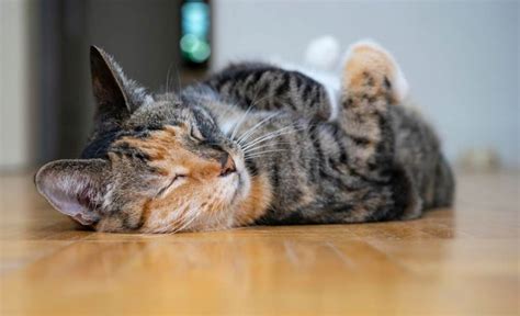 Identifying The 5 Types Of Tabby Cat Markings