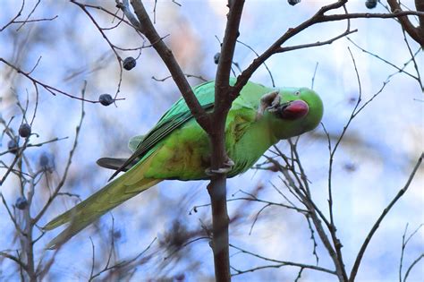 ワカケホンセイインコ 2023 01 03 日本の野鳥識別図鑑