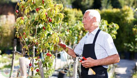 7 Essential Tips For Pruning Fruit Trees