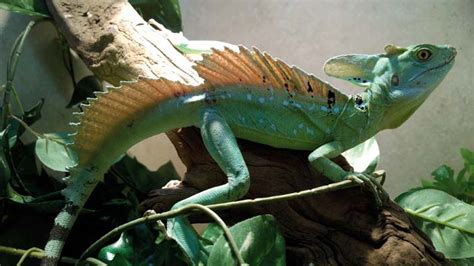 Basilisk Lizard Information And Care Reptiles Magazine