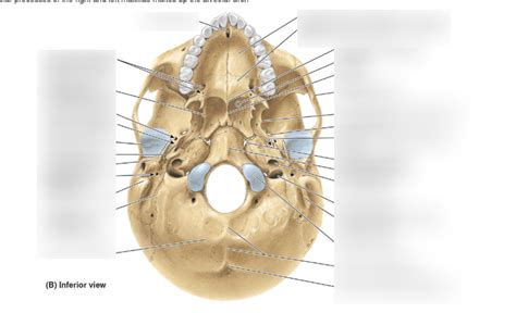 External Cranial Base Pt 2 Diagram Quizlet