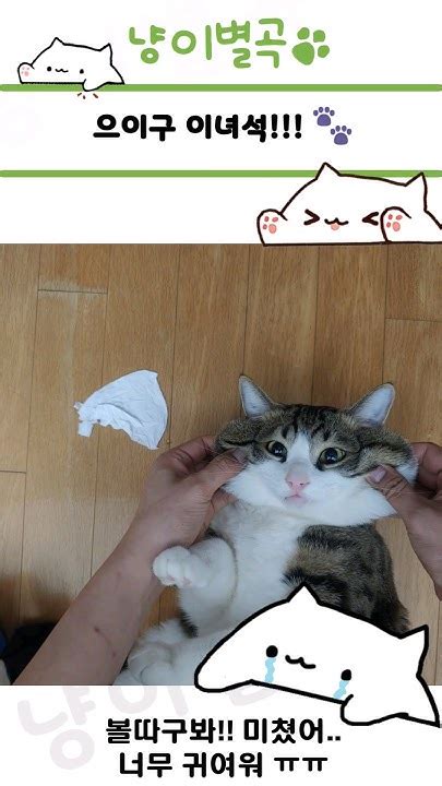 보기만해도 힐링되는 고양이 모음집 31 😼 Youtube