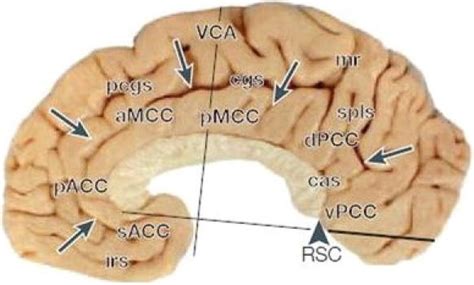 Conjoint Activity Of Anterior Insular And Anterior Cingulate Cortex