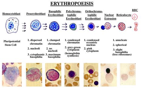 Ppt Erythropoeisis Powerpoint Presentation Free Download Id3476734