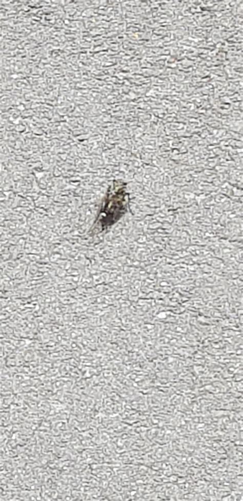 What Is This Ive Never Seen These In Nz Before Rnewzealand