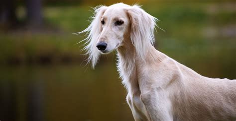 Saluki Breed Guide Lifespan Size And Characteristics