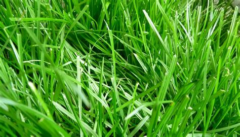 Gras