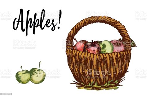 Panier En Osier Rempli De Pommes Isolés Sur Fond Blanc Illustration