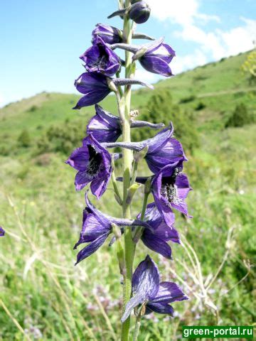 Живокость, дельфиниум, шпорник (Delphinium) - Ландшафтный дизайн своими ...
