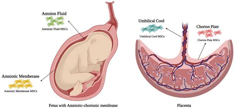 Amniotic Sac Diagram