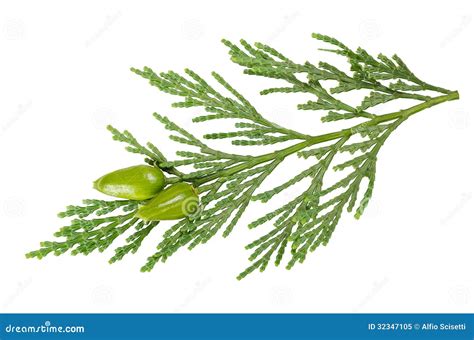 Cypress Stock Image Image Of Forest Foliage Floral 32347105