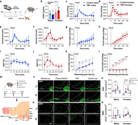 Effect Of Predator Smell On Energy Metabolism And Mediobasal