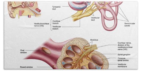 Cochlear Branch