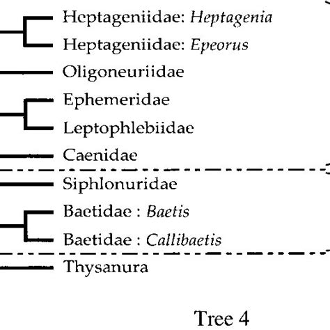 Tree 4 A Tree Created Including Limited Families Following The