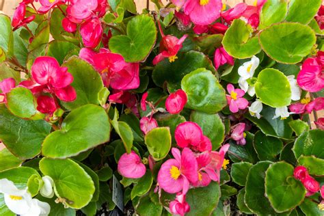 How To Grow And Care For Begonias