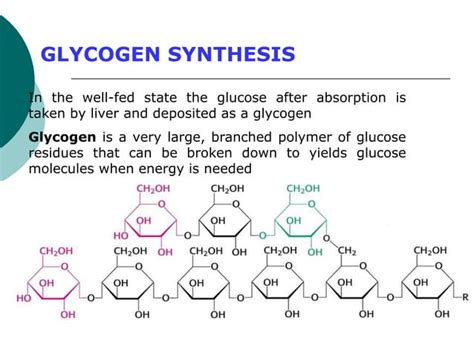 Glycogen Synthesisppt