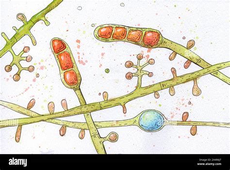 Illustration Of Trichophyton Tonsurans Fungi This Dermatophyte Fungus