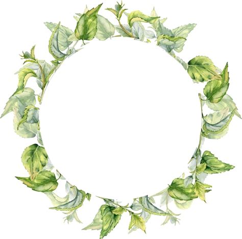 Premium Vector Circle Frame With Stem Of Nettle Watercolor Isolated