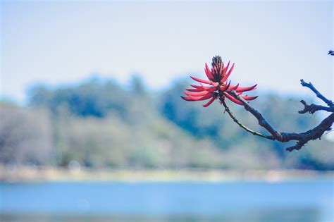 自然 花 春天 Pixabay上的免费照片 Pixabay