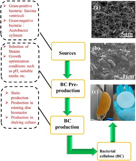 Demonstration Of Bacterial Cellulose Production Sources Download