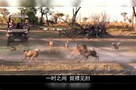 母狮一家惨遭野狗围攻，为保护孩子，狮子妈妈以一敌多！为保护狮子孩子