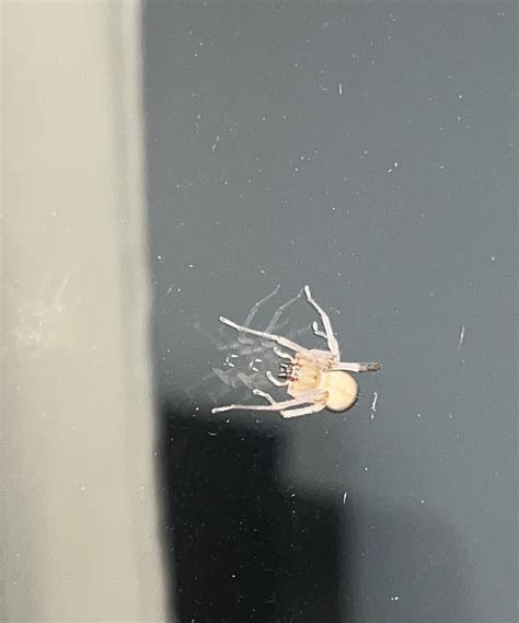 What Kind Of Spider Is This Nyc Rspiders