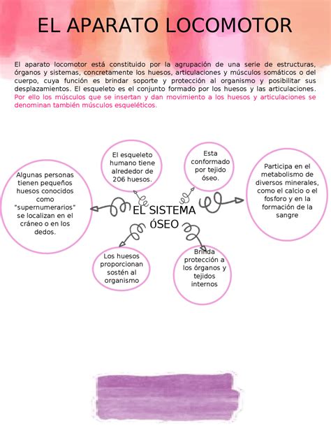 Apuntes De Anatomía Sistemas Del Cuerpo Humano Apuntes De Anatomía