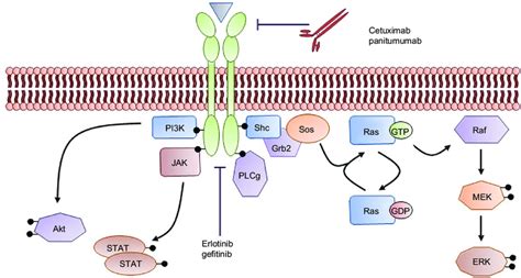 Egfr Cytoplasmic Signal Transduction Notes Upon Dimerization