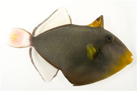 Pinktail Triggerfish