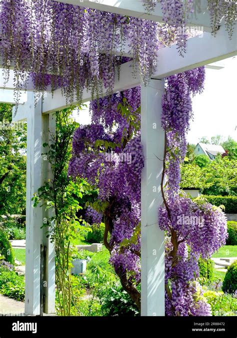 Wisteria (Wisteria) (Wisteria floribunda) an der Fassade, Blaurebe ...