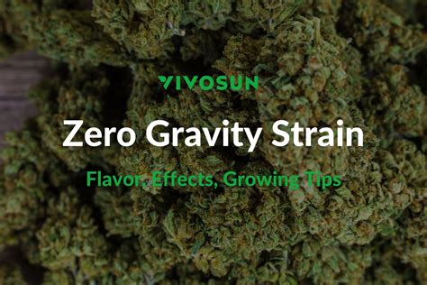Zero Gravity Strain Everything You Need To Know Vivosun