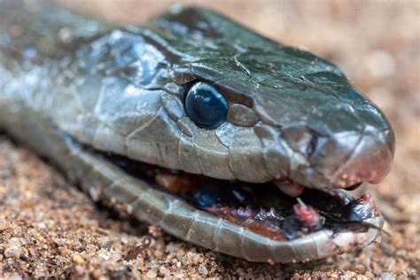 8 Enthralling Black Mamba Facts