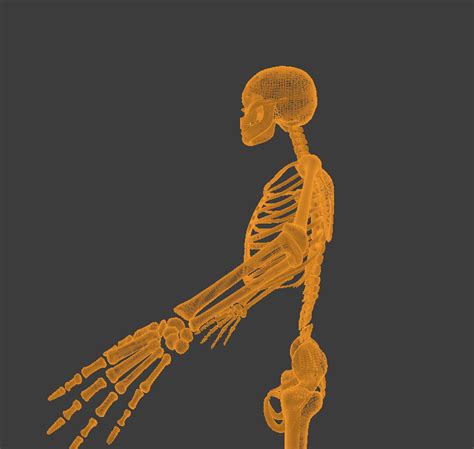 Low Poly Human Skeleton D Model By Everret