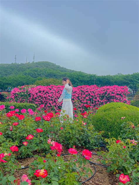 삼척장미축제 공원 일정 및 주차 정보 정리 네이트뷰