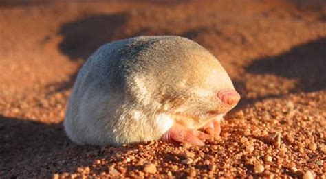 Marsupial Mole Сумасшедшие животные Крот Фотографии животных
