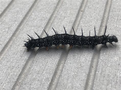 70 Free Millipede And Centipede Images Pixabay