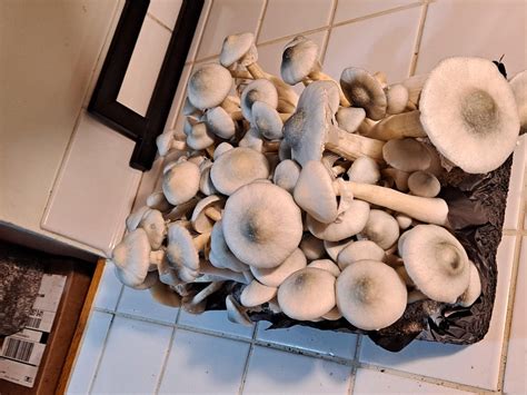 Are These Poppy Seedlings Rdruggardening